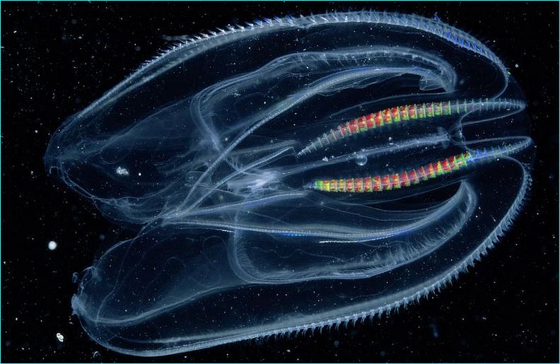 Ctenophora Took the Road Less Traveled - AbZu