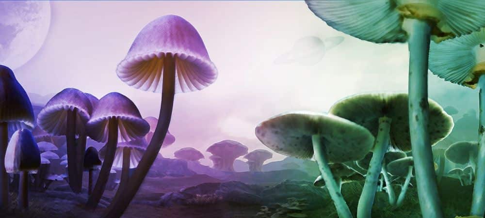 Psilocybin and the Shadow: Magic Mushrooms as a Tool For Healing ...